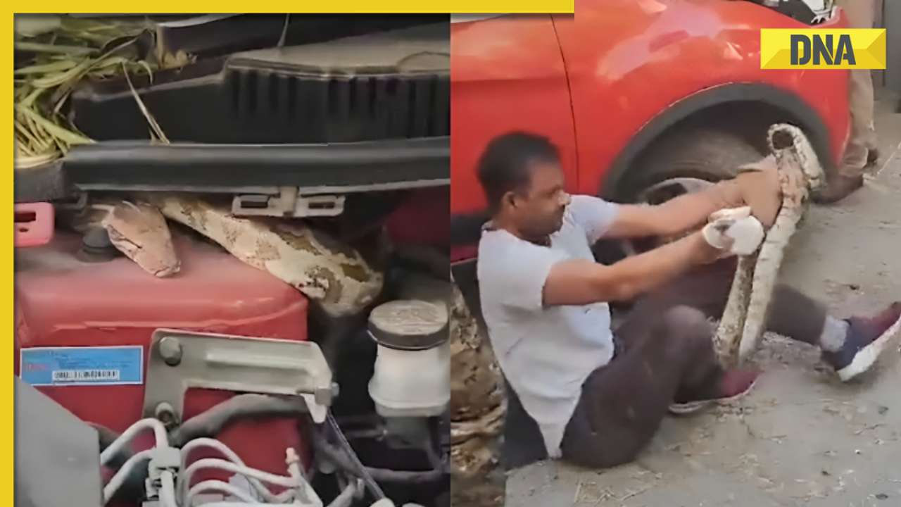 Delhi: 6-Foot long python emerges from car engine in terrifying video ...