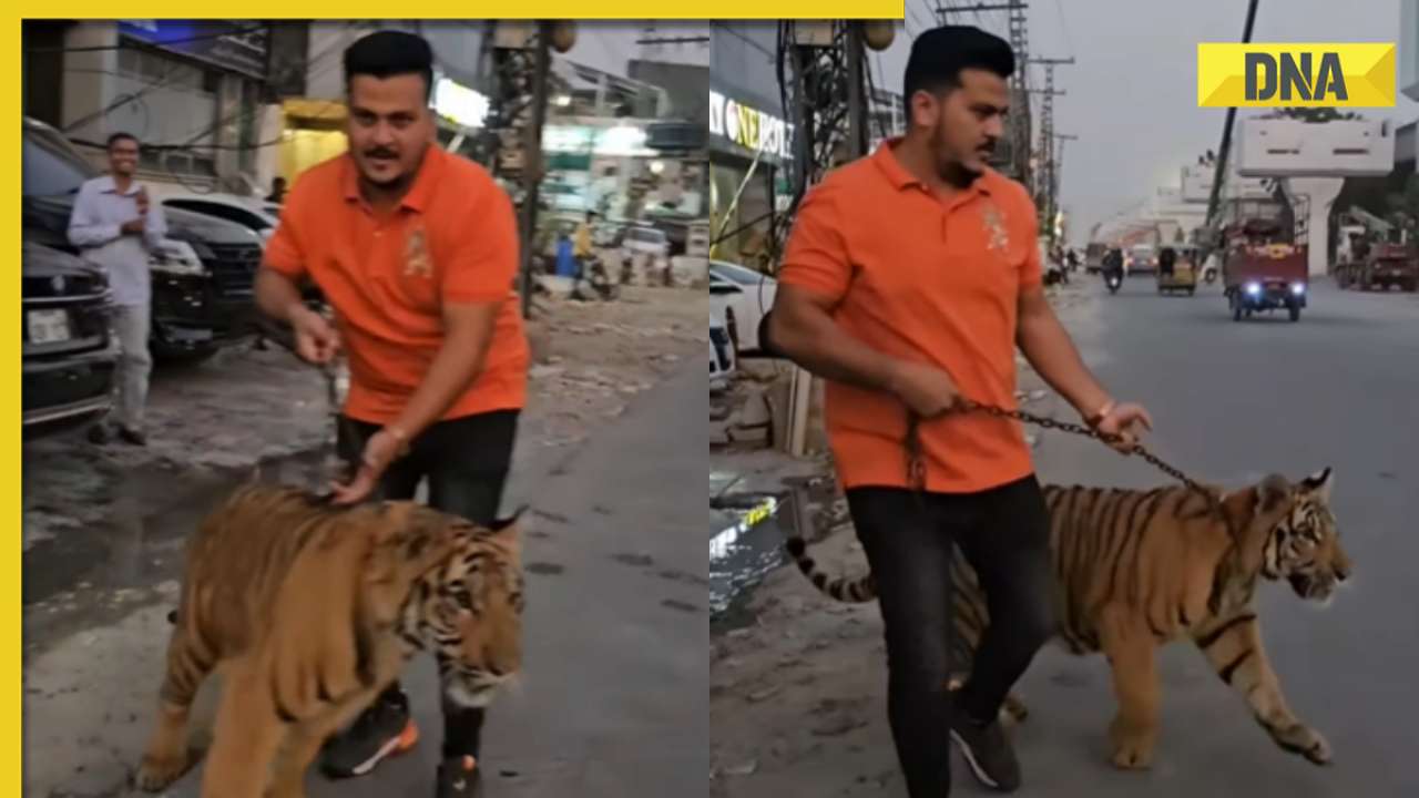 Man takes chained tiger for walk on busy road, viral video divides internet