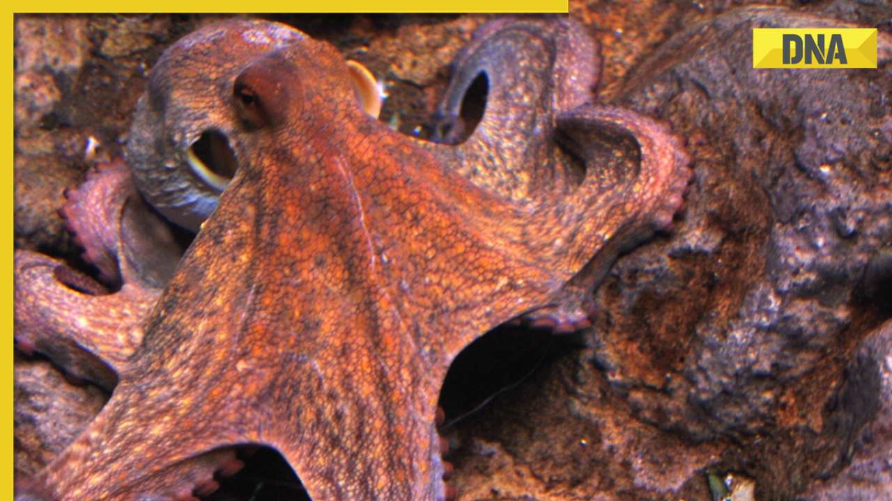 Man, 82, dies after eating 'live octopus' delicacy, details inside