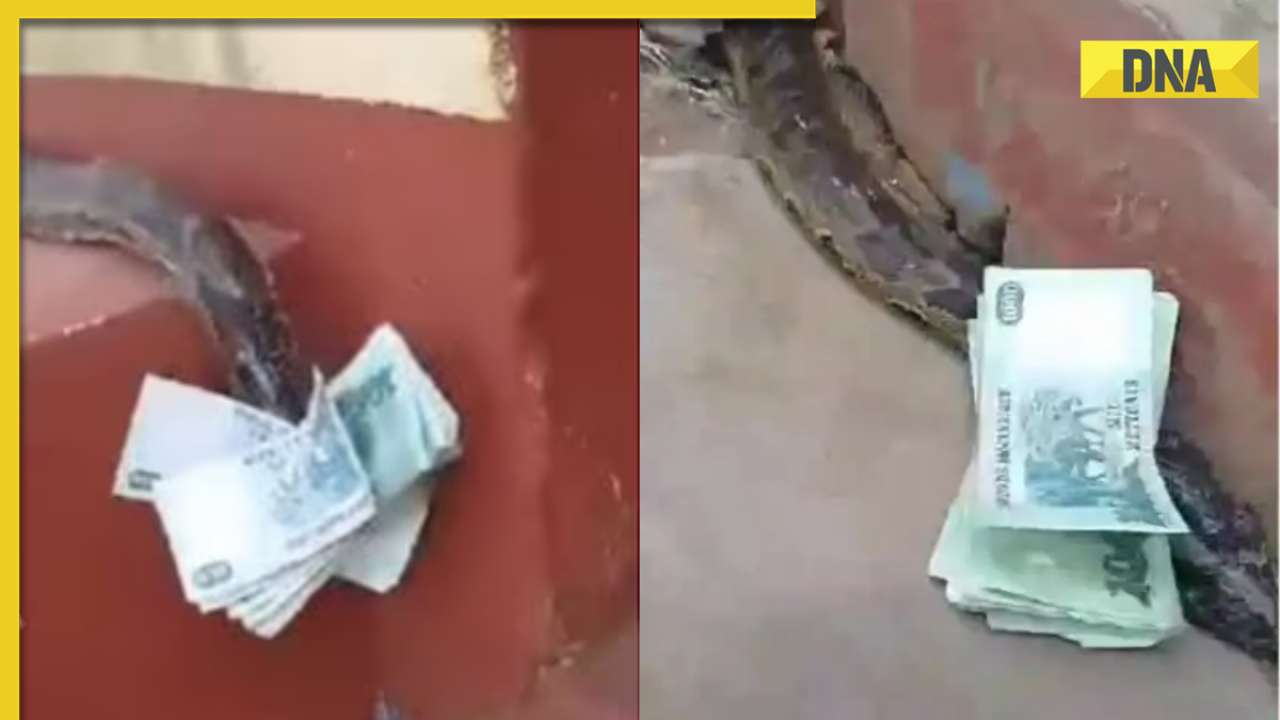 Viral video: 'Money-stealing' snake stuns internet as it slithers into ...