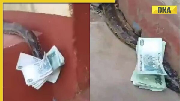 Viral video: 'Money-stealing' snake stuns internet as it slithers into ...