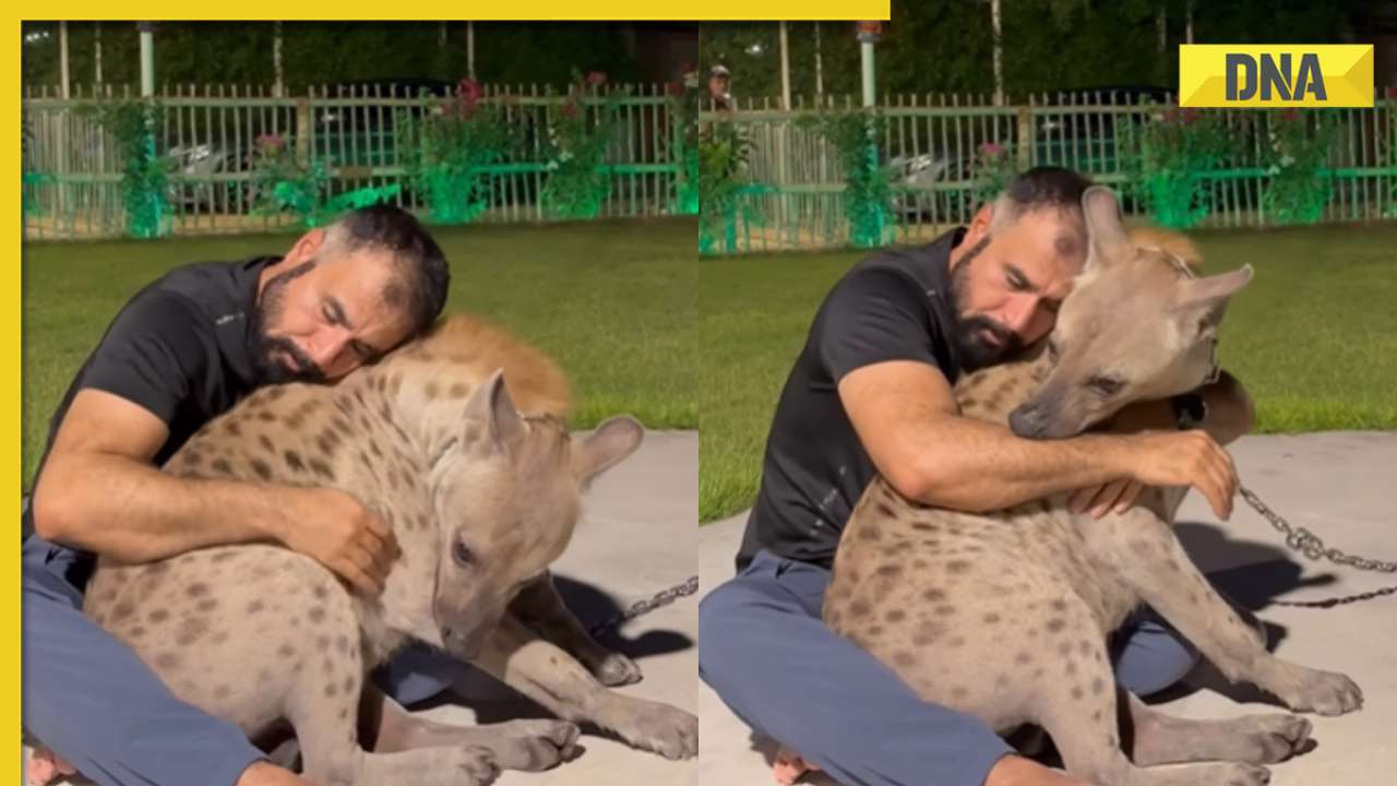 Viral video: Man's unnerving cuddle session with chained hyena scares ... Viral video: Man's unnerving cuddle session with chained hyena scares ...