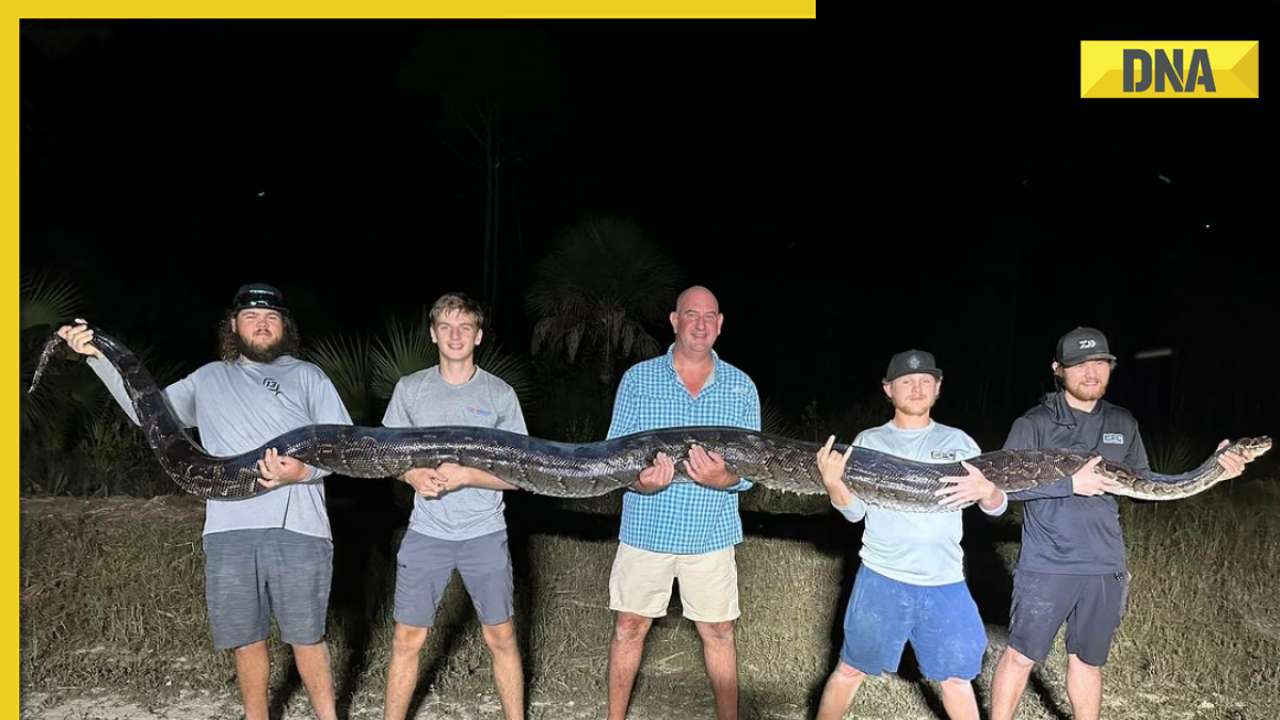 Monstrous 17-foot, 90-kilogram Burmese python captured in Florida, pics ...