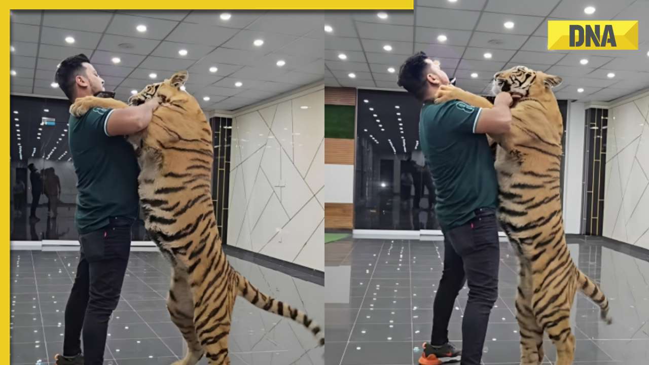 Viral video: Giant tiger stands on hind legs, embraces man; watch