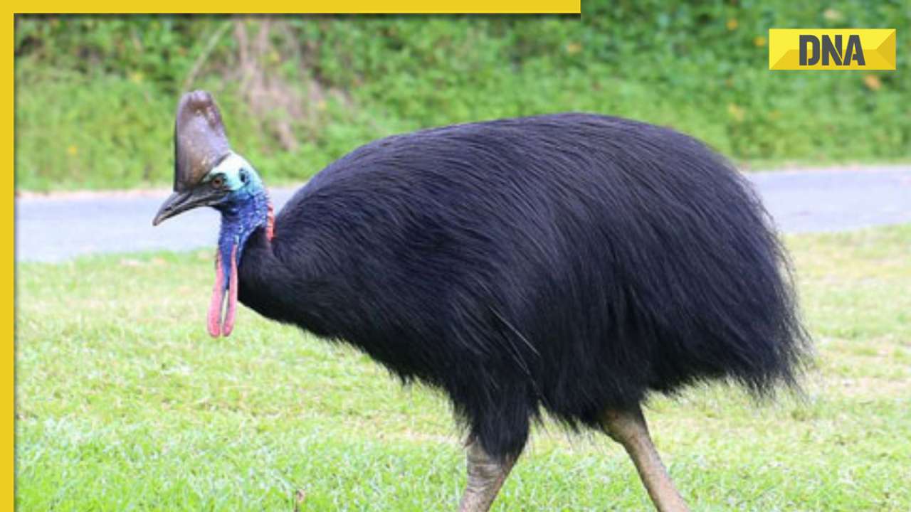 This bird earns the title of 'world's most dangerous bird' - here's why