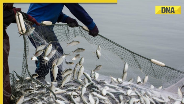 Pakistani fisherman sells 10 fish at staggering prices, becomes ...