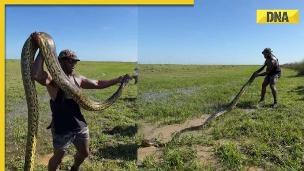 Viral video: Fearless man captures giant anaconda with bare hands ...