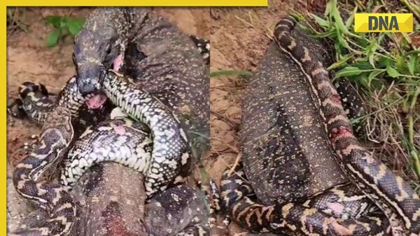 Viral video: Huge python vs big Komodo dragon ‘dreadful fight', watch here