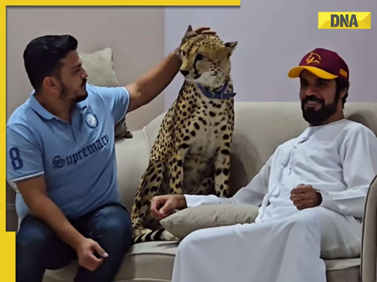 Pakistani man tries to pet cheetah in viral video, here's what happened ...