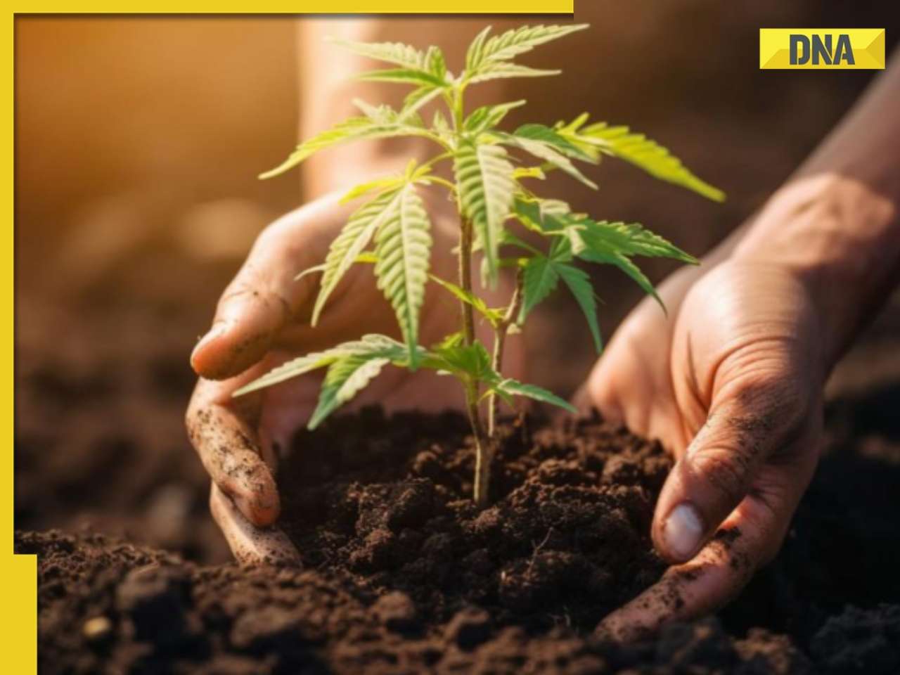 Calmosis, Bengaluru startup, at forefront of using medical cannabis in ...