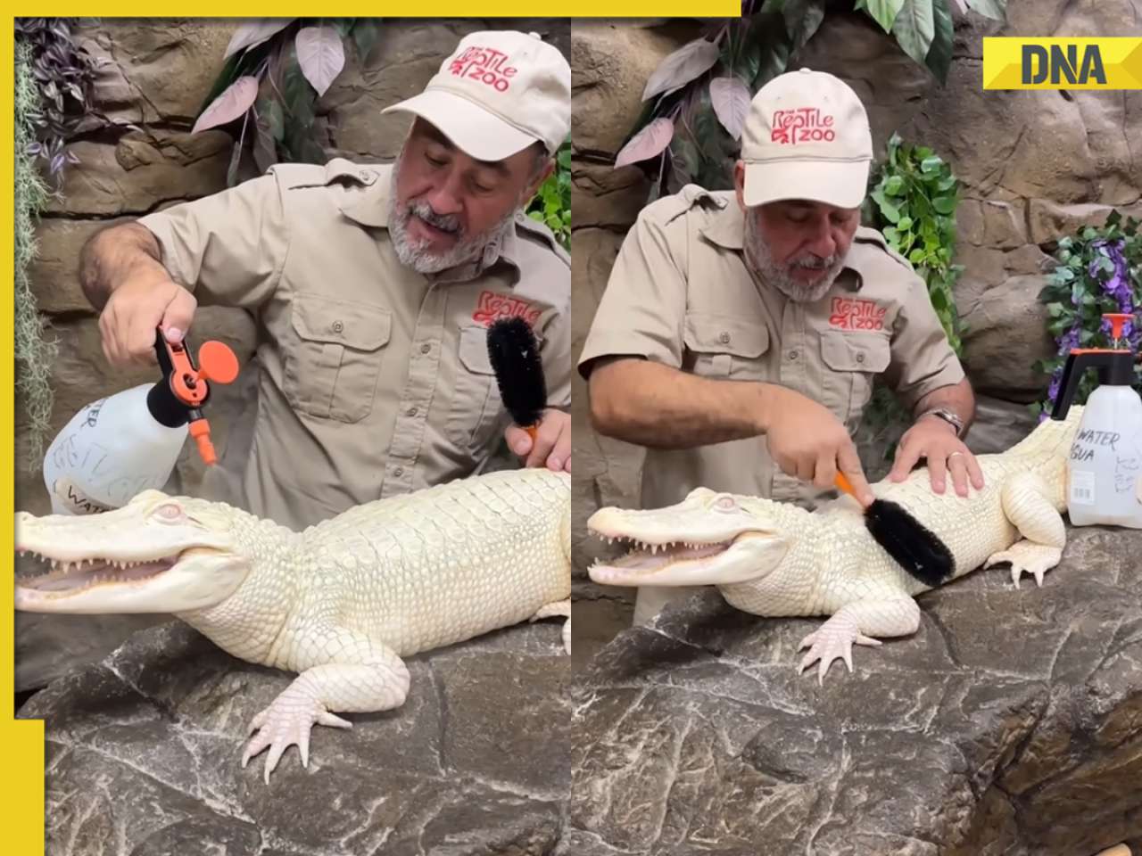 Watch: Rare albino alligator enjoys back scrubbing with toothbrush ...