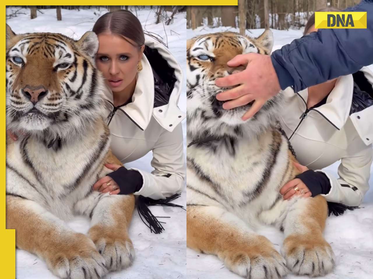 Viral video: Woman tries to pose with a tiger, what happens next will ...