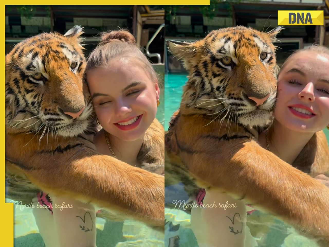 Woman swims with tiger in viral video, internet stunned by unlikely ...