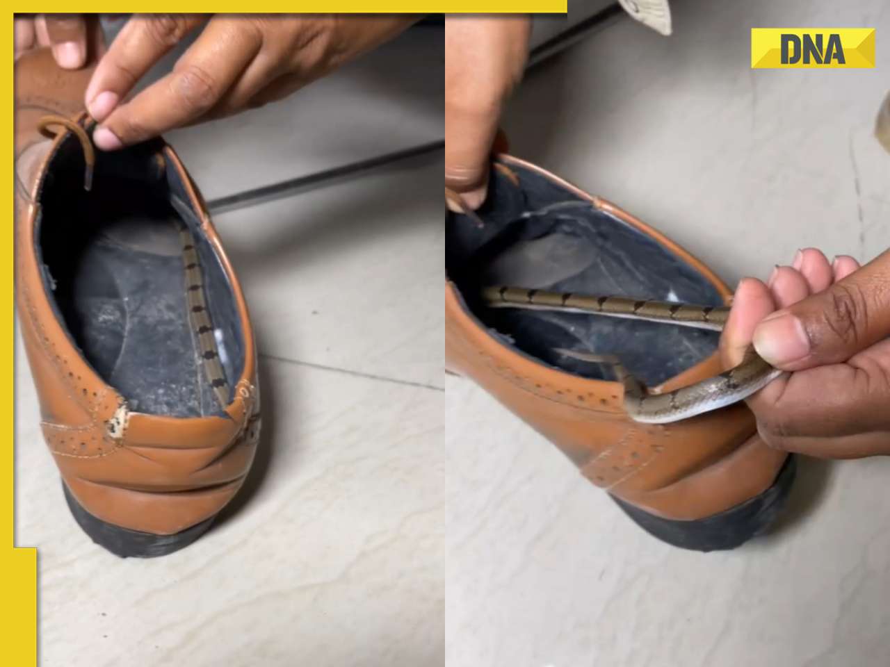This video of snake hiding inside shoe will send chills down your spine ...