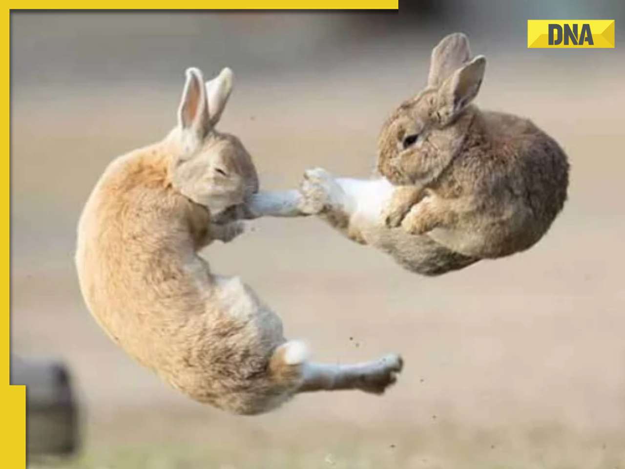 Watch: Rabbits brawl like cartoon characters in viral video, internet ...