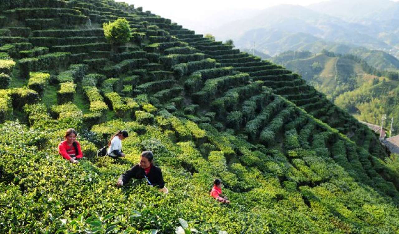 5 top tea producing countries in the world