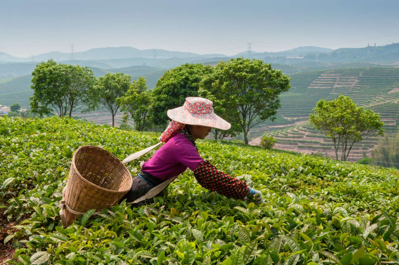 5 top tea producing countries in the world