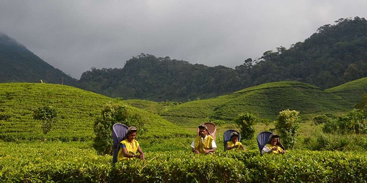 5 top tea producing countries in the world