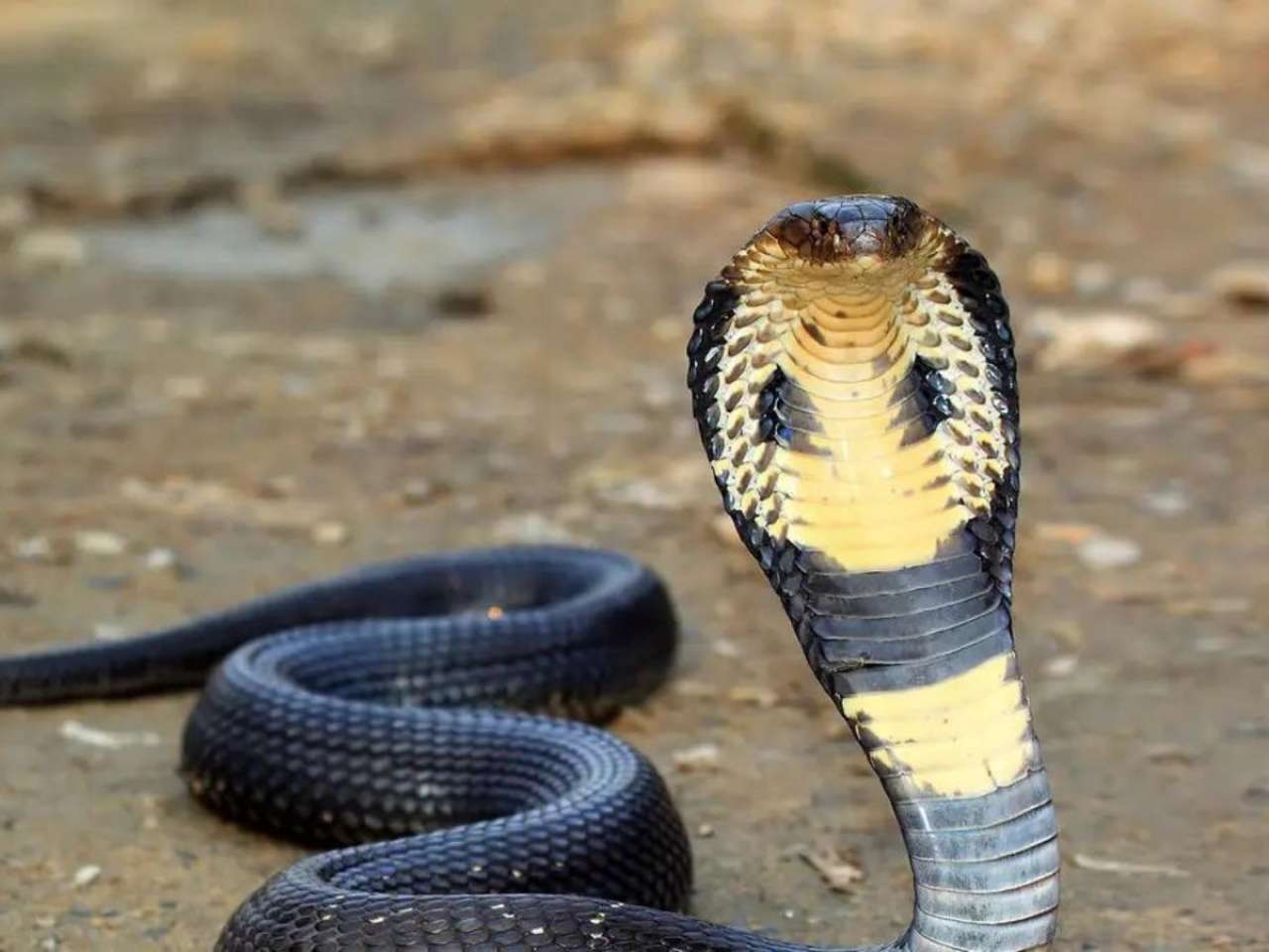 King Cobra vs Cobra: What's the differences