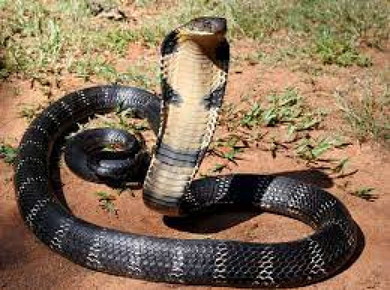 King Cobra vs Cobra: What's the differences