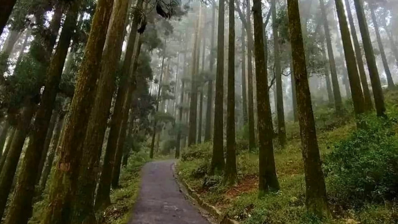 From Darjeeling, Digha to Siliguri: 10 beautiful places to visit in ...