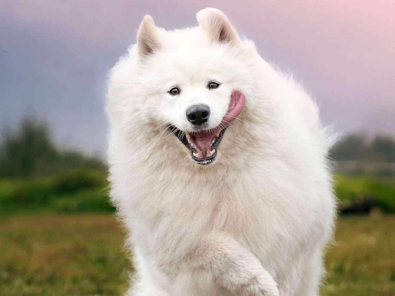 10 most beautiful looking dogs in the world