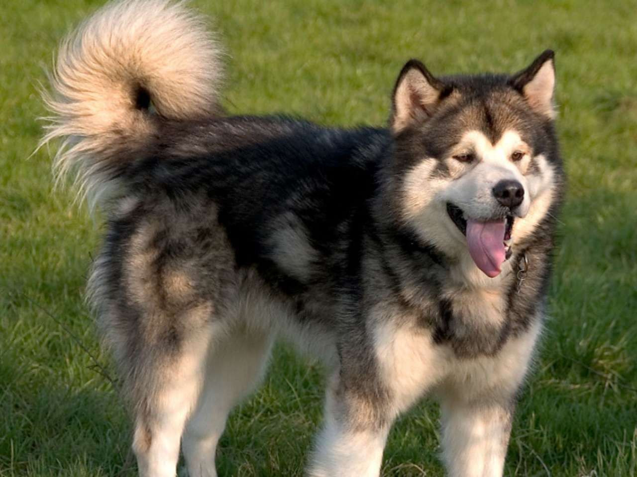 10 most beautiful looking dogs in the world