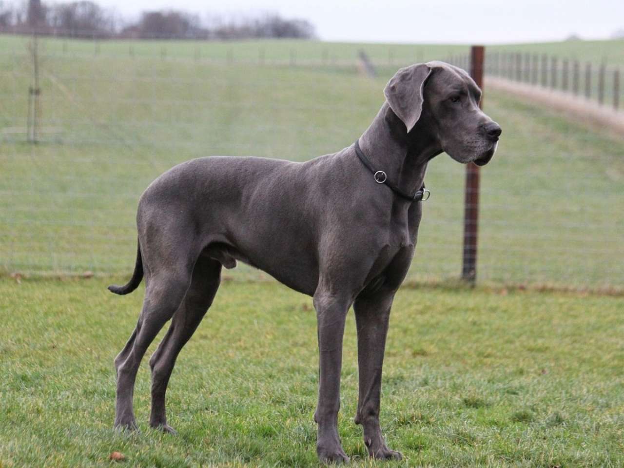 10 most beautiful looking dogs in the world