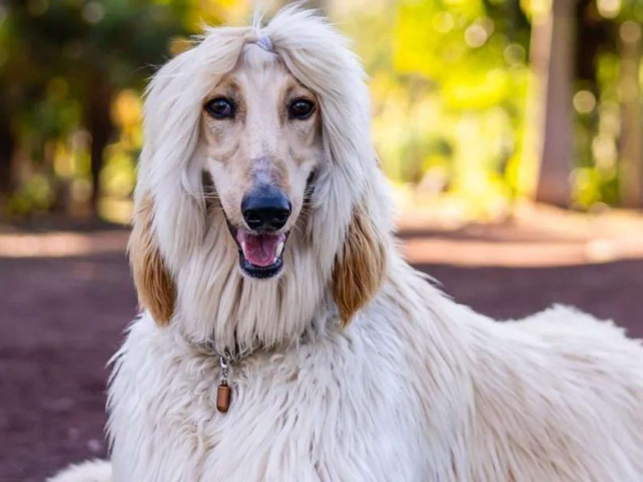 10 most beautiful looking dogs in the world