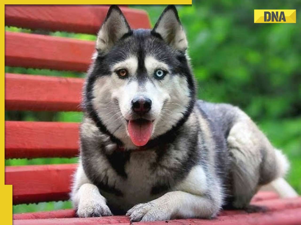 10 most beautiful looking dogs in the world