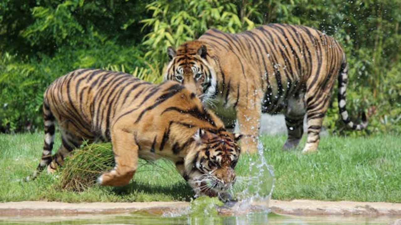 From one-horned Rhinos to Asiatic Lions: 5 places to spot rare animals ...