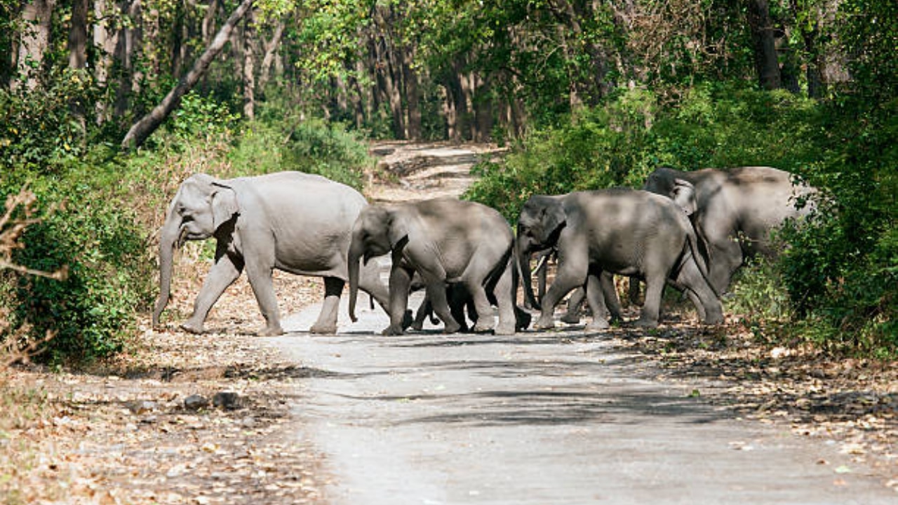 From one-horned Rhinos to Asiatic Lions: 5 places to spot rare animals ...