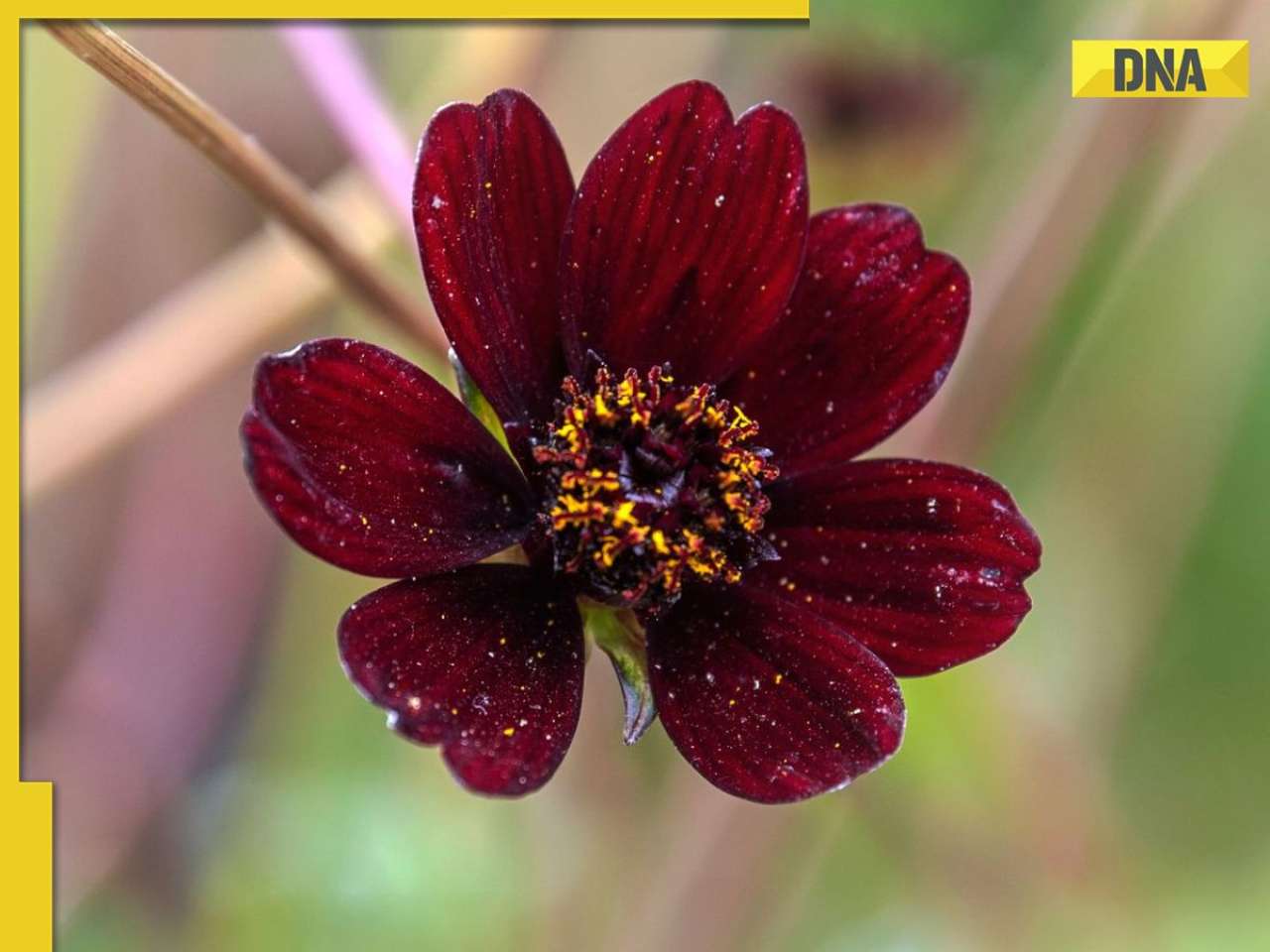 7 stunning and rare flowers in the world