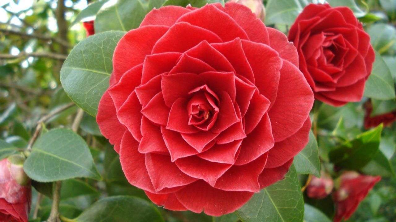 7 stunning and rare flowers in the world