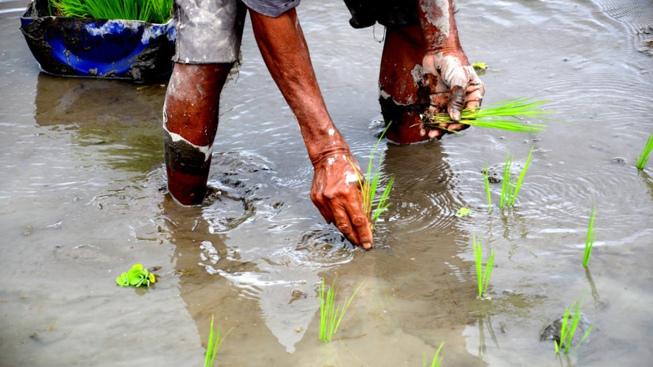 National Farmer's Day 2024: Know history, significance, all you need to ...