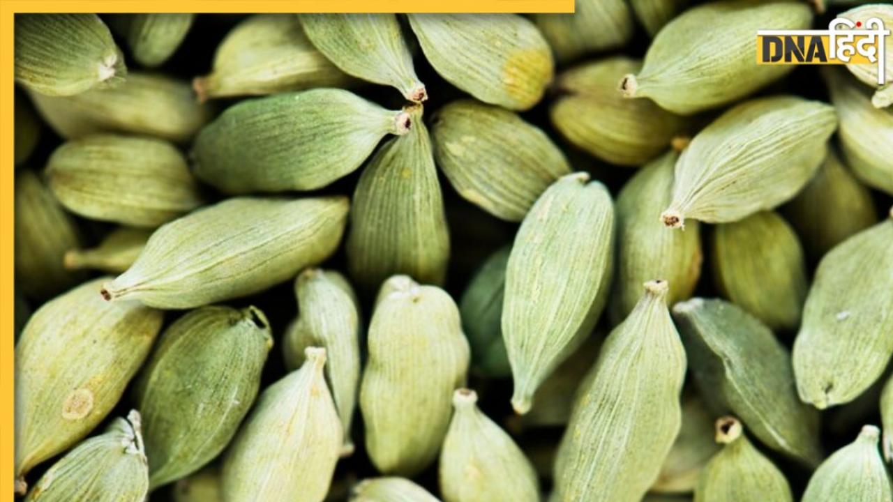 Green Cardamom Benefits Latest News and Updates in Hindi – Green ...