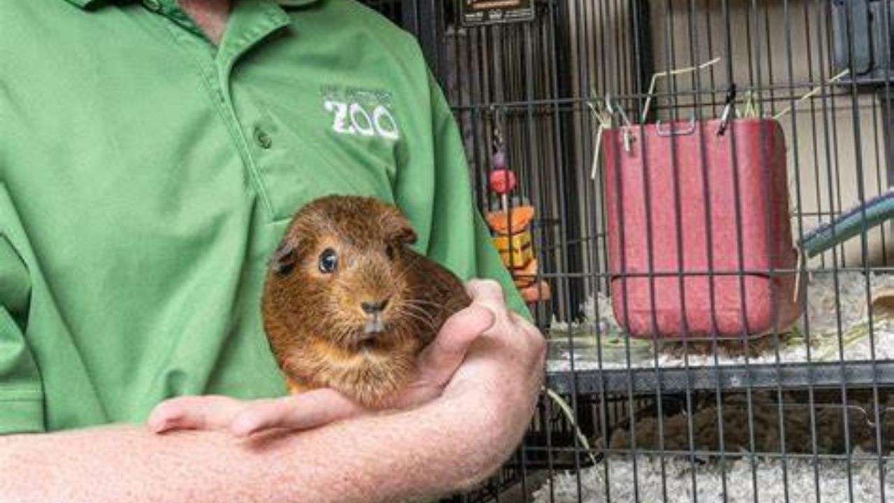 From animal care to costume interpreters, THESE bizarre job roles will ...