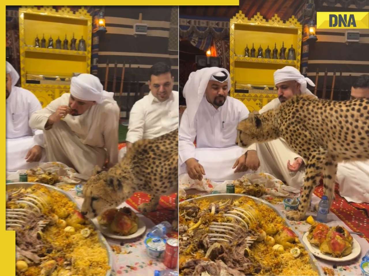 Viral video: Sudden emergence of cheetah amid feast of Middle Eastern ...