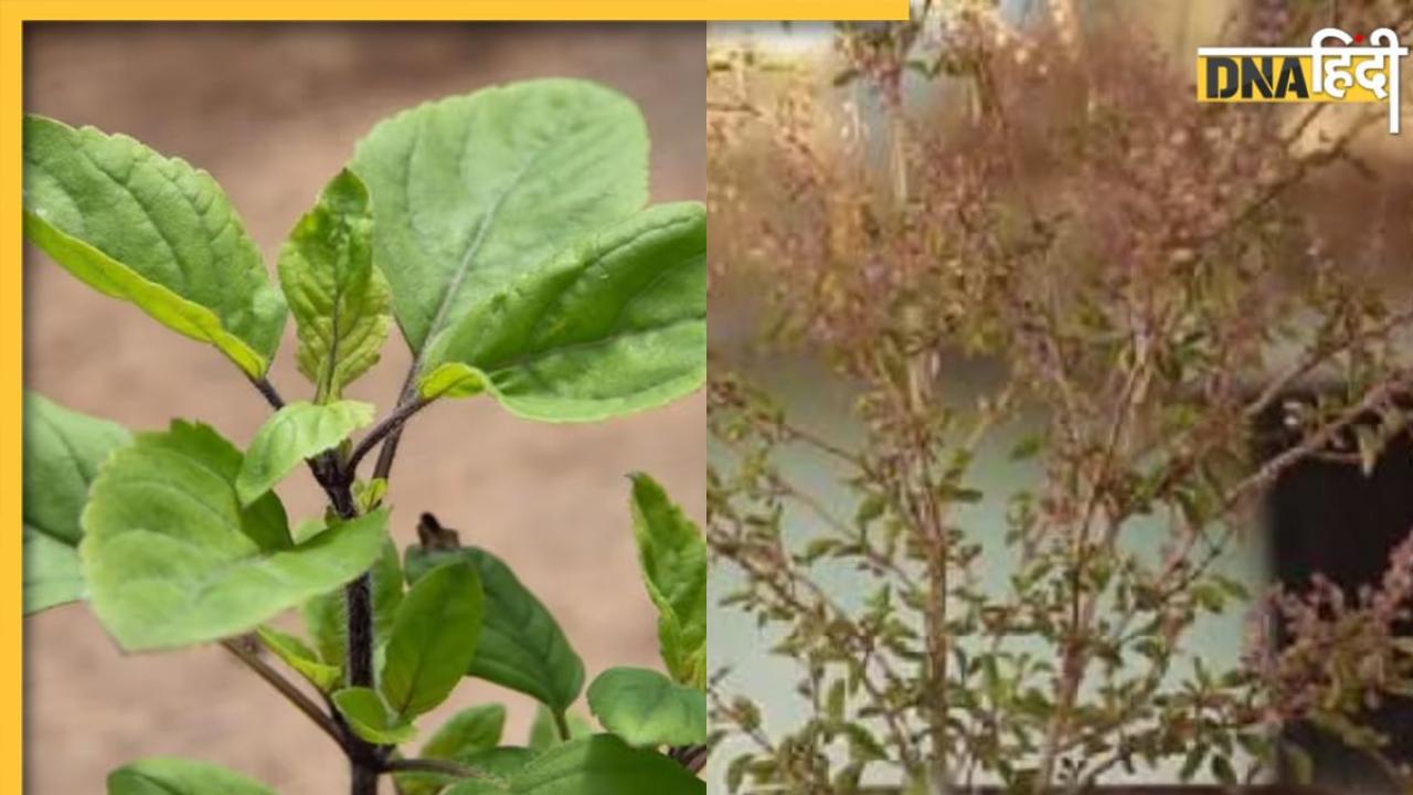 Tulsi Plant Care Tips Latest News and Updates in Hindi – Tulsi Plant ...