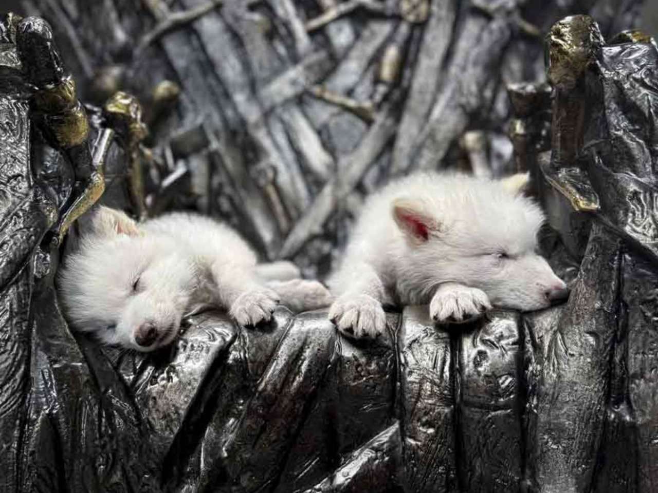 Meet Romulus and Remus: Dire wolves return to Earth after 10,000 years ...