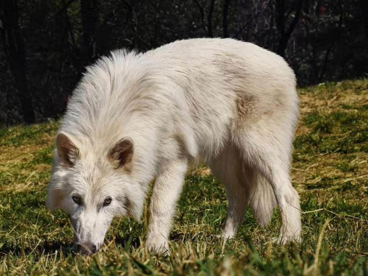 Meet Romulus and Remus: Dire wolves return to Earth after 10,000 years ...