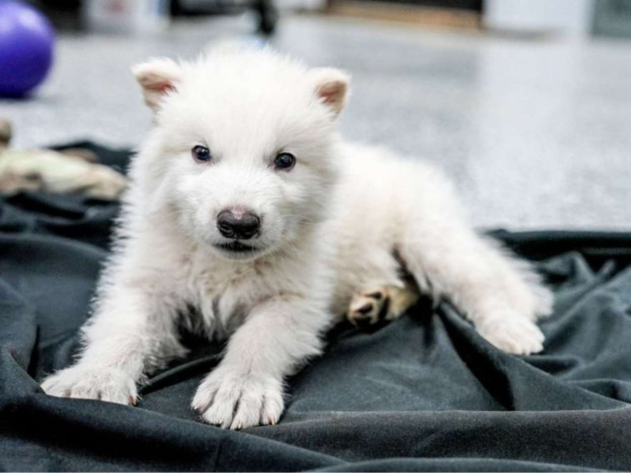 Meet Romulus and Remus: Dire wolves return to Earth after 10,000 years ...