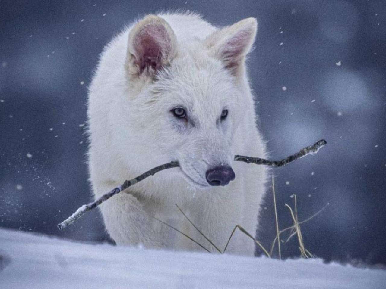 Meet Romulus and Remus: Dire wolves return to Earth after 10,000 years ...