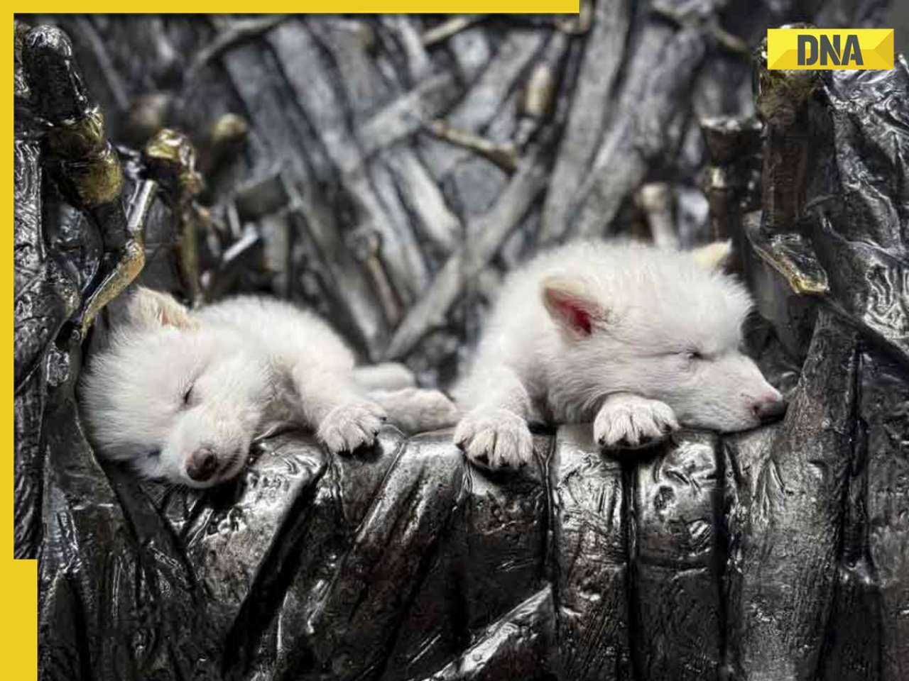 Meet Romulus and Remus: Dire wolves return to Earth after 10,000 years ...