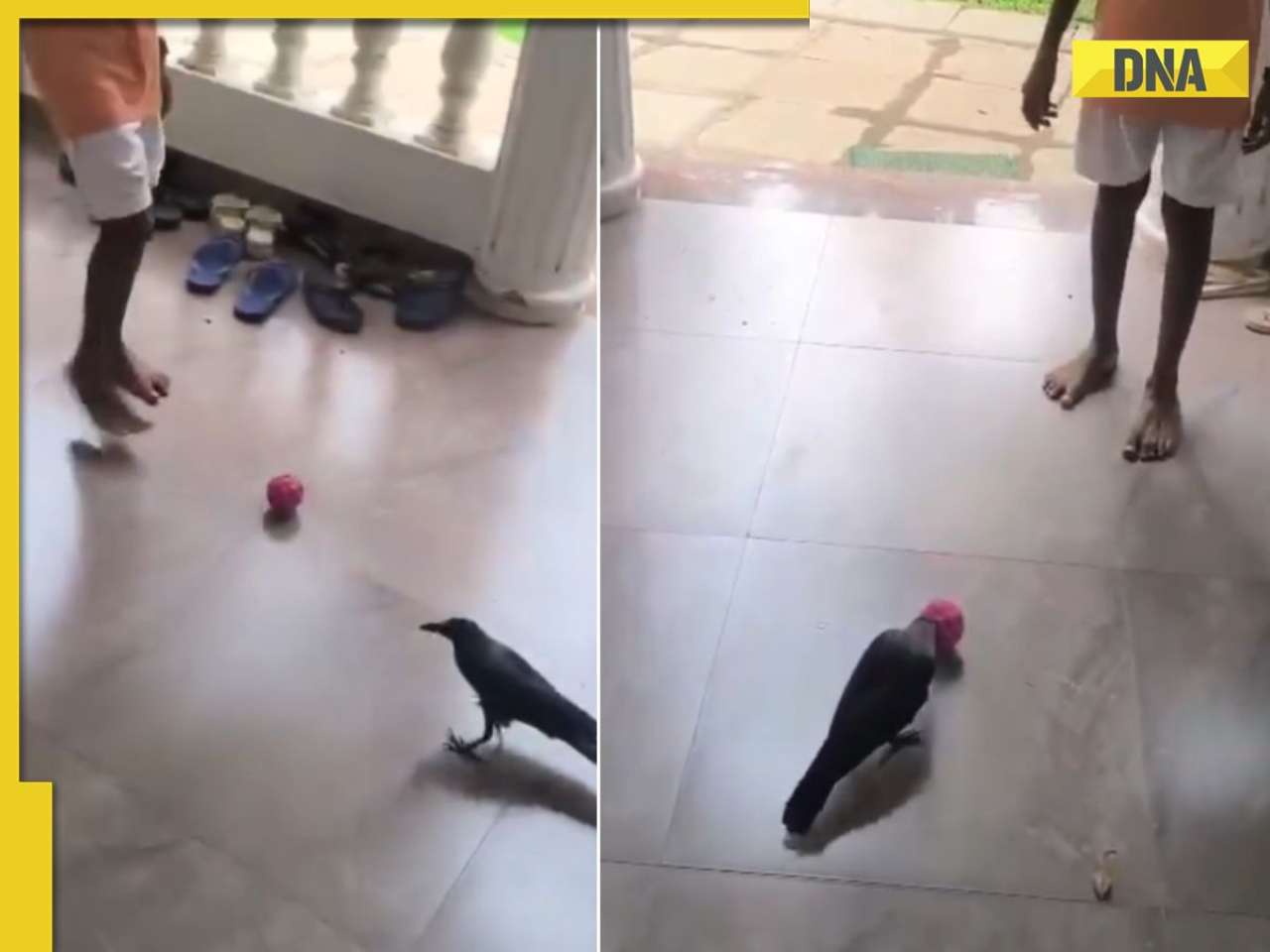 ‘Cronaldo..’Users thrilled after watching crow play football with boy ...