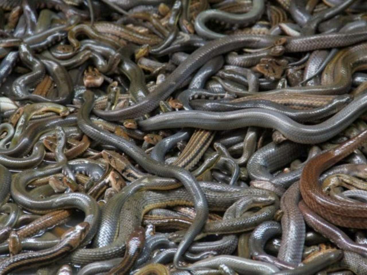 The deadliest place on earth: Inside the forbidden island where 3,000 ...