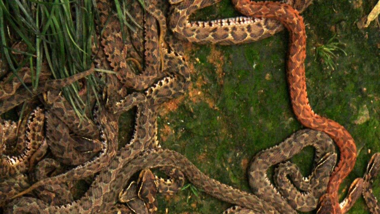 THIS is world’s 'deadliest' island, home to 3000 venomous snakes ...