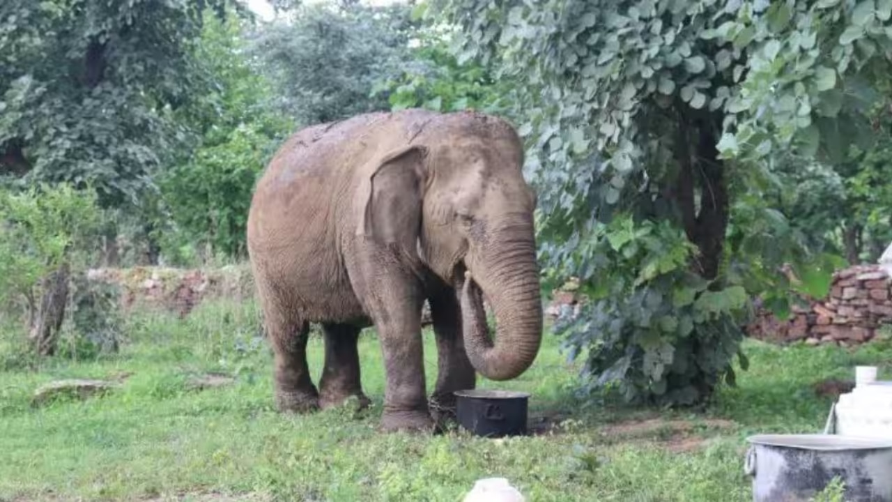 Meet Vatsala, world’s oldest elephant ever, she also served in World ...