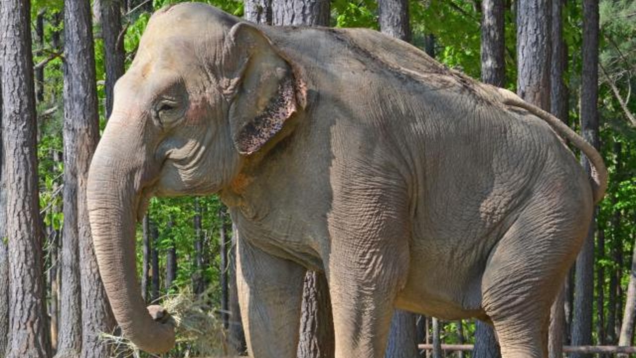 Meet Vatsala, world’s oldest elephant ever, she also served in World War, her age is..., she ...