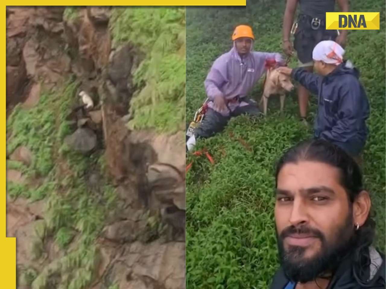 Viral Video: Dog, trapped in 200-ft gorge, rescued after 2 days ...